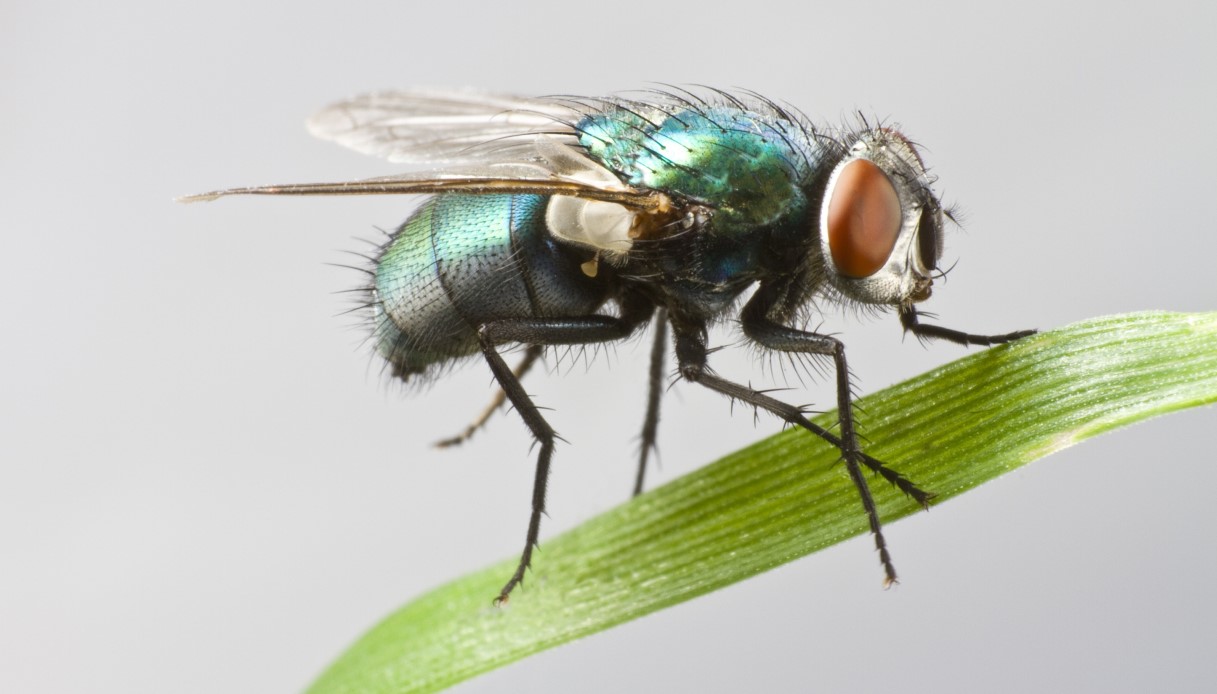 Mosca carnaria assassina, 19enne uccisa in Costa Rica: i sintomi nell ...