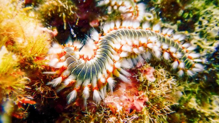 Vermocane, allarme nel Mar Adriatico al largo delle Marche: 3 persone ...