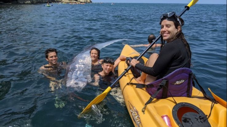 Pesce remo trovato morto in California, al largo di San Diego il raro ...
