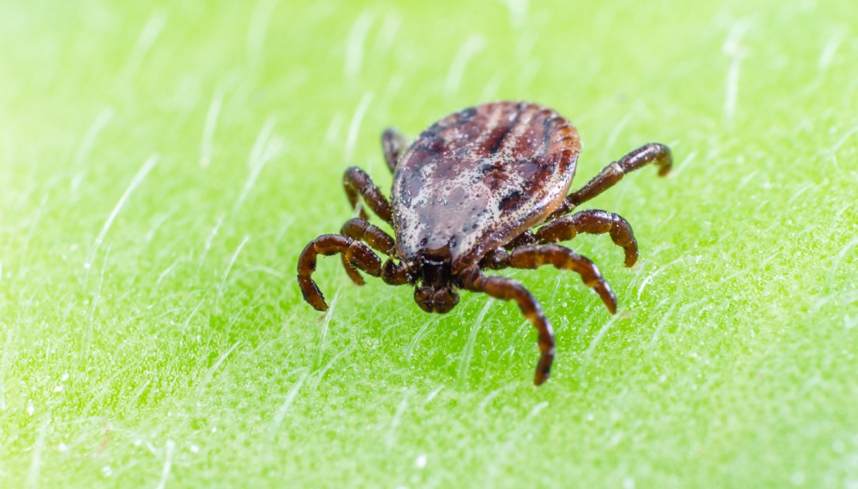 Virus zecche Wetland attacca il cervello, allarme in Cina: quali sono i ...