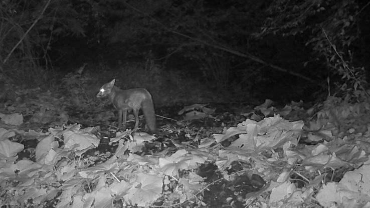 Un rarissimo esemplare di volpe nera è stato avvistato in Italia ...