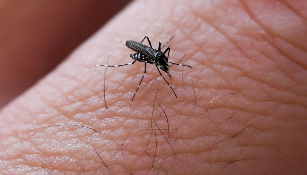 Dengue a Fano, il focolaio con più di 100 casi preoccupa pure gli ...