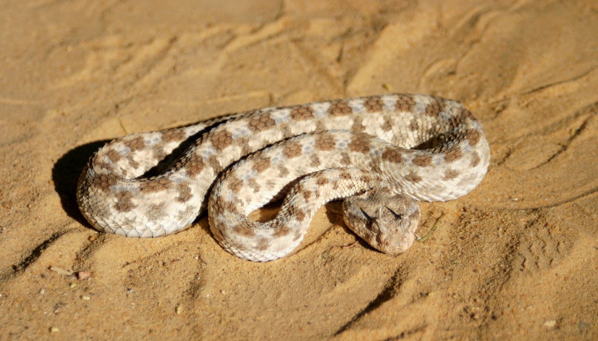 Vipera della sabbia, quanto è velenosa e perché si chiama anche "vipera ...