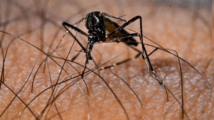 Allarme dengue a Bologna con disinfestazione presso il Sant'Orsola: le ...