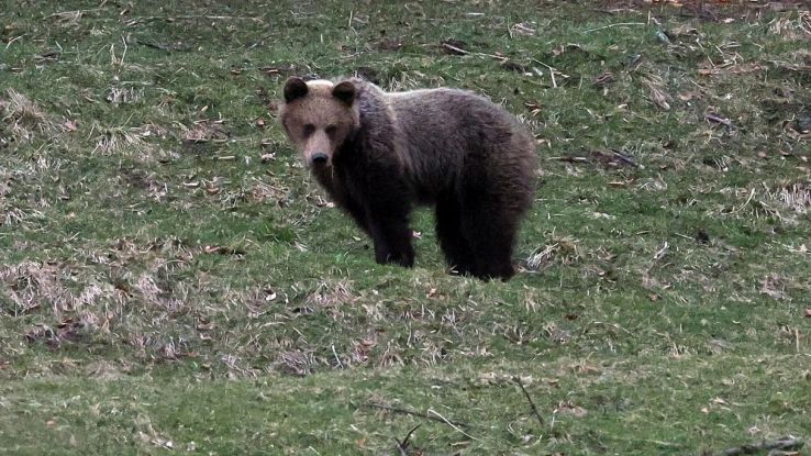 Italiano ucciso da un orso in Romania, trascinato nella foresta e ...