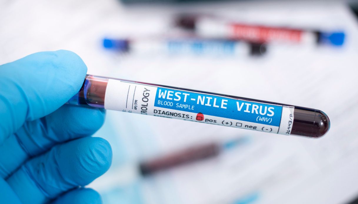 Virus zanzare West Nile, allarme dopo la donna morta in provincia di ...