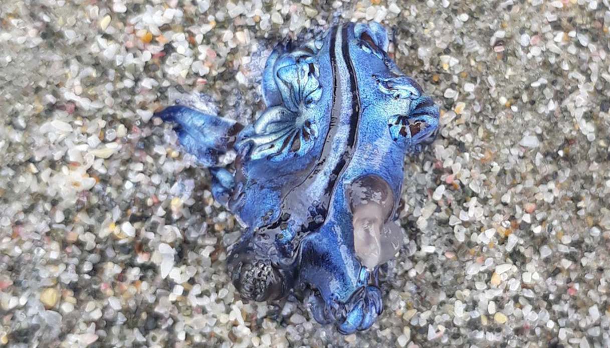 L'allarme drago blu in Spagna fa chiudere le spiagge, cos'è e perché il piccolo mollusco è ...