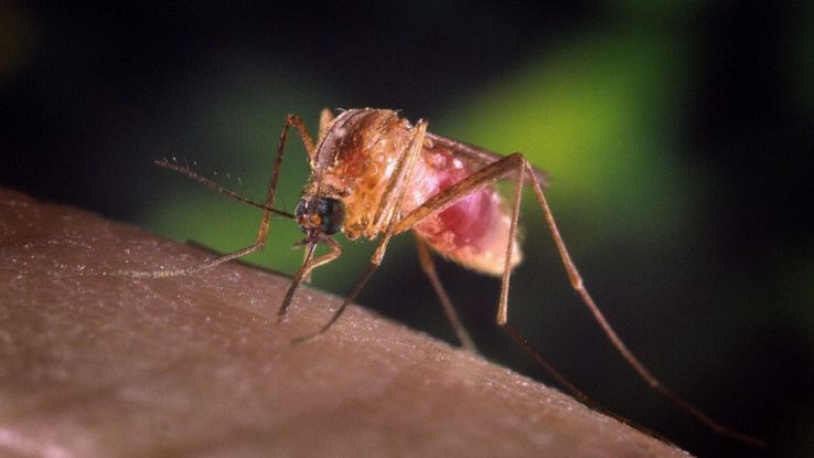 Zanzare pericolose anche in Italia, quante sono e quali virus possono ...