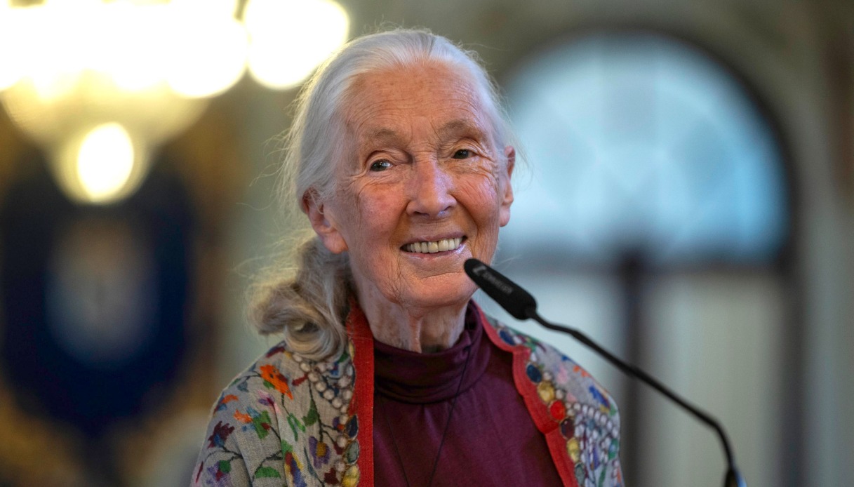 Morta la signora degli scimpanzé Jane Goodall, etologa e attivista aveva 91 anni: sapeva tutto ...