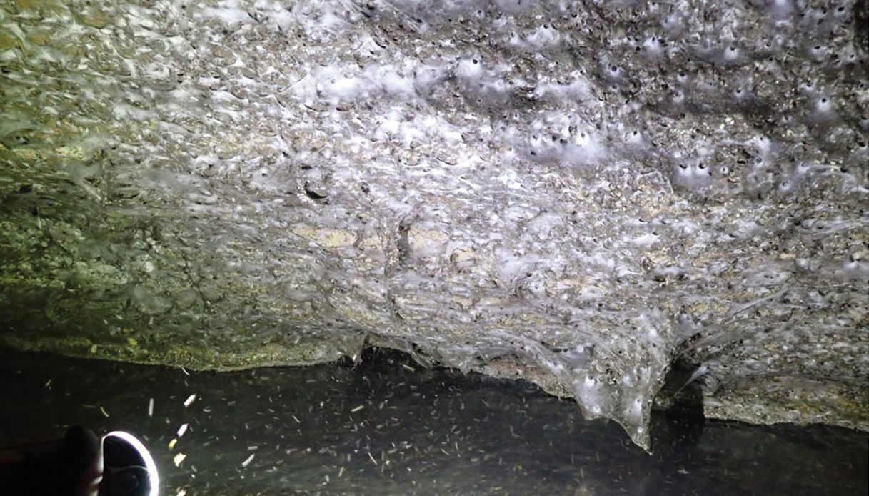 Il video dell'incredibile ragnatela con 111 mila ragni trovata nella ...