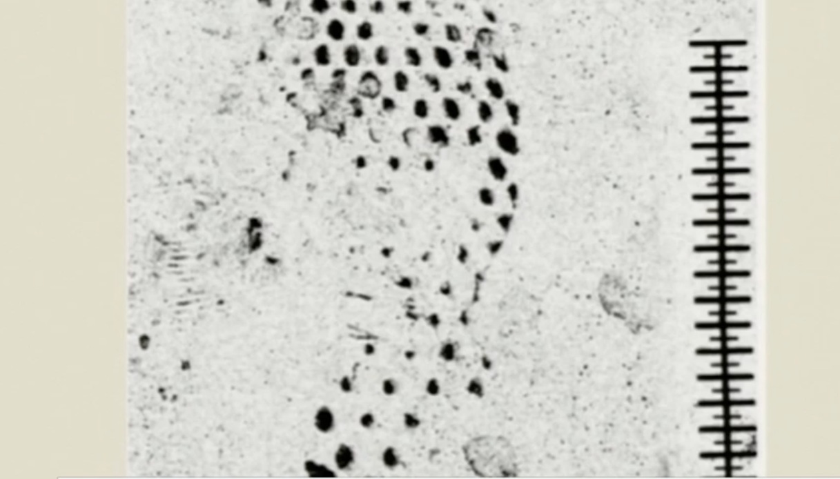 Garlasco, tutte le impronte di scarpe sulla scena del delitto dai ...