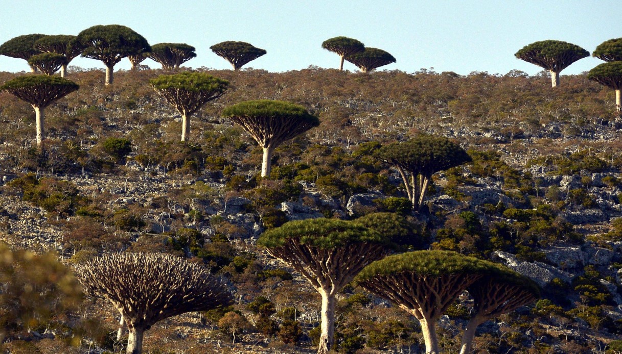 Italiani bloccati sull'isola di Socotra per gli scontri in Yemen ...
