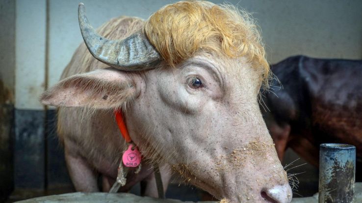 In Bangladesh c'è un bufalo che somiglia a Trump, il "ciuffo" spopola ...