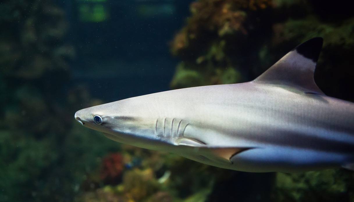 Squalo pinna nera attacca un turista francese in Sardegna, il racconto ...