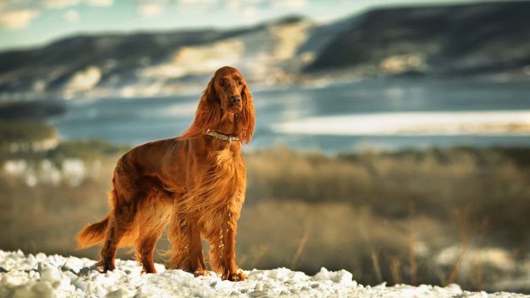 Setter irlandese: carattere e addestramento | PG Magazine