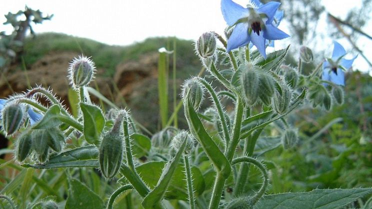 Scegli Florius Flower And Plants se hai il pollice verde | PG Magazine