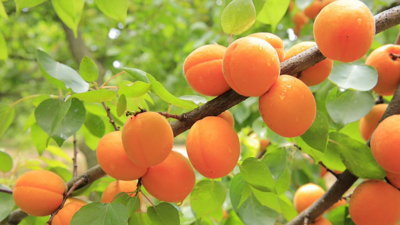Come e quando potare l'albicocco (Prunus Armeniaca)?