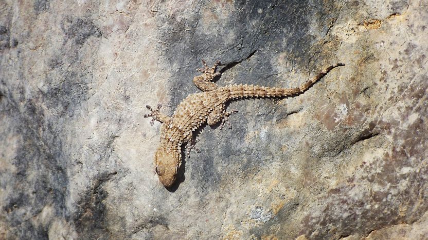 Disinfestazione gechi: come liberarsi dai gechi in casa e in giardino?