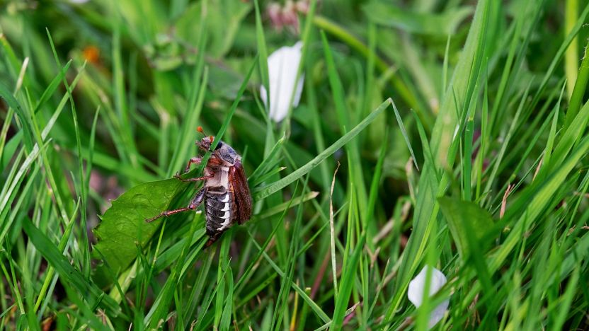 Blatta germanica: caratteristiche, provenienza, disinfestazione