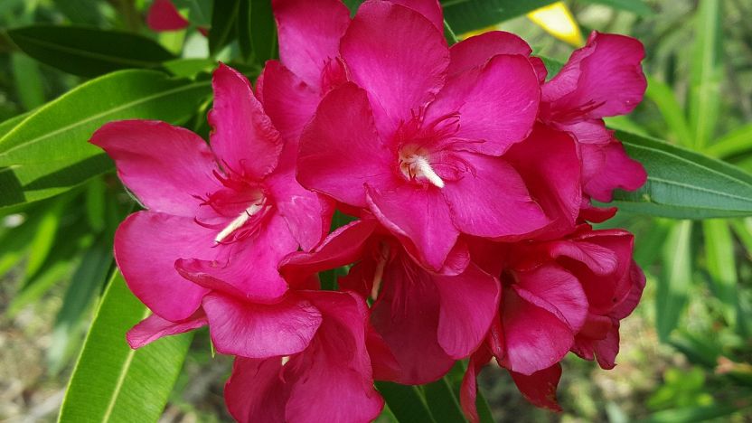 Talea di Oleandro: come e quando realizzarla