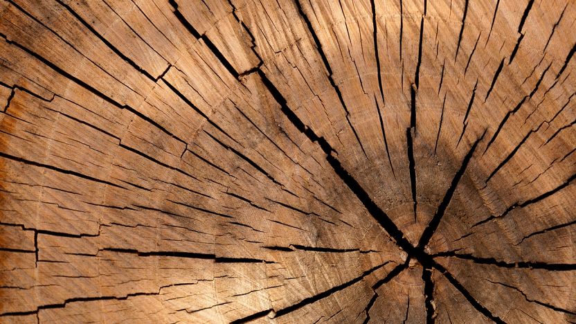 Legno Iroko: origine, caratteristiche e prezzi