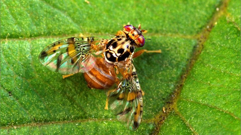 Psilla del Pero: come eliminarla efficacemente