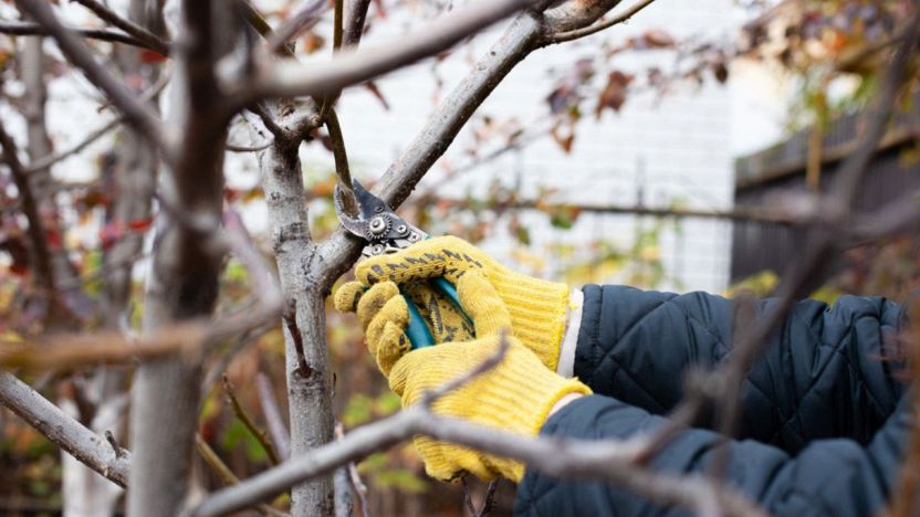 Potatura albero di noce: periodo e quanto costa