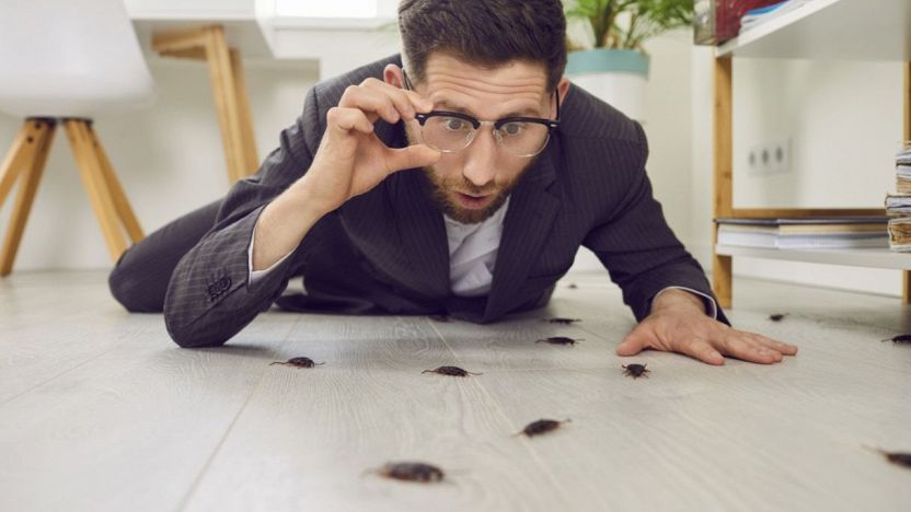 Insetti in casa: 5 specie comuni e come liberarsene