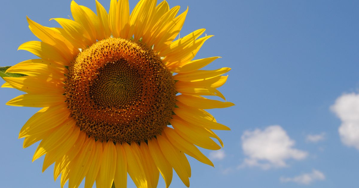 Scegli un fiore e ti dirò chi sei: la personalità floreale