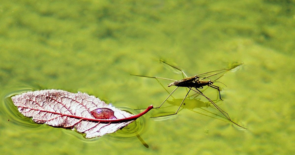 Rimedi contro zanzare e pappataci, da quelli estremi ai naturali