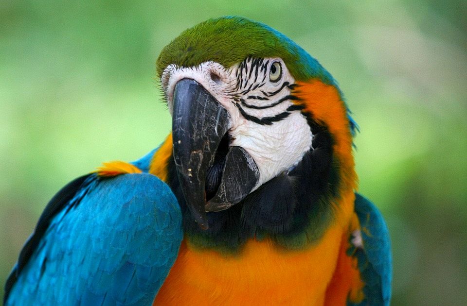 Pappagallo tropicale