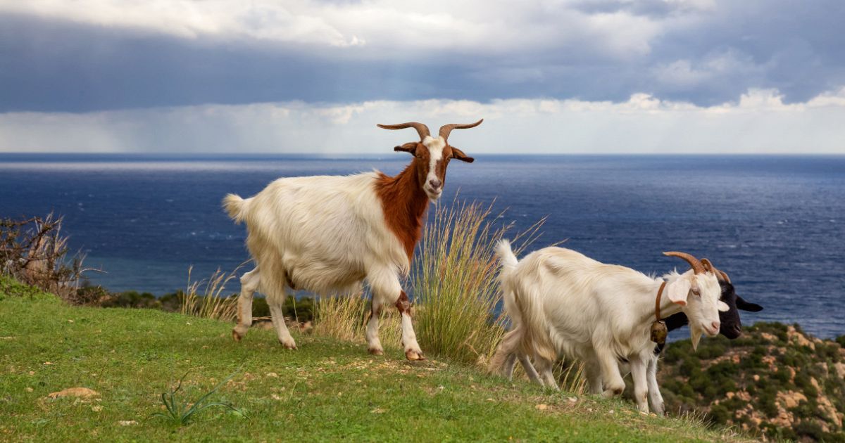 Il segreto della longevità nascosto nelle capre dei sardi