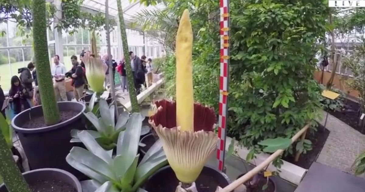 Gigantesco fiore cadavere sboccia, c’è chi si mette in fila per sentire ...