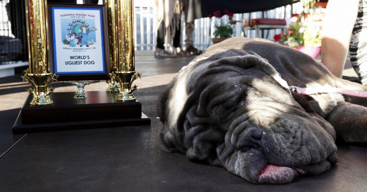 Il cane più brutto del mondo è 'italiano'