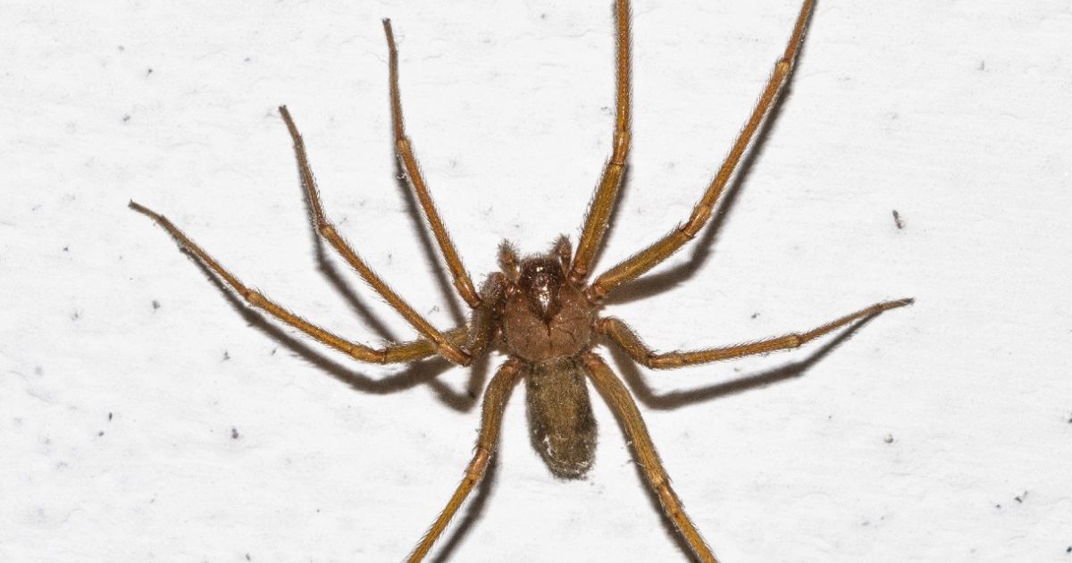 Come riconoscere il ragno violino e dove trovarlo in Italia