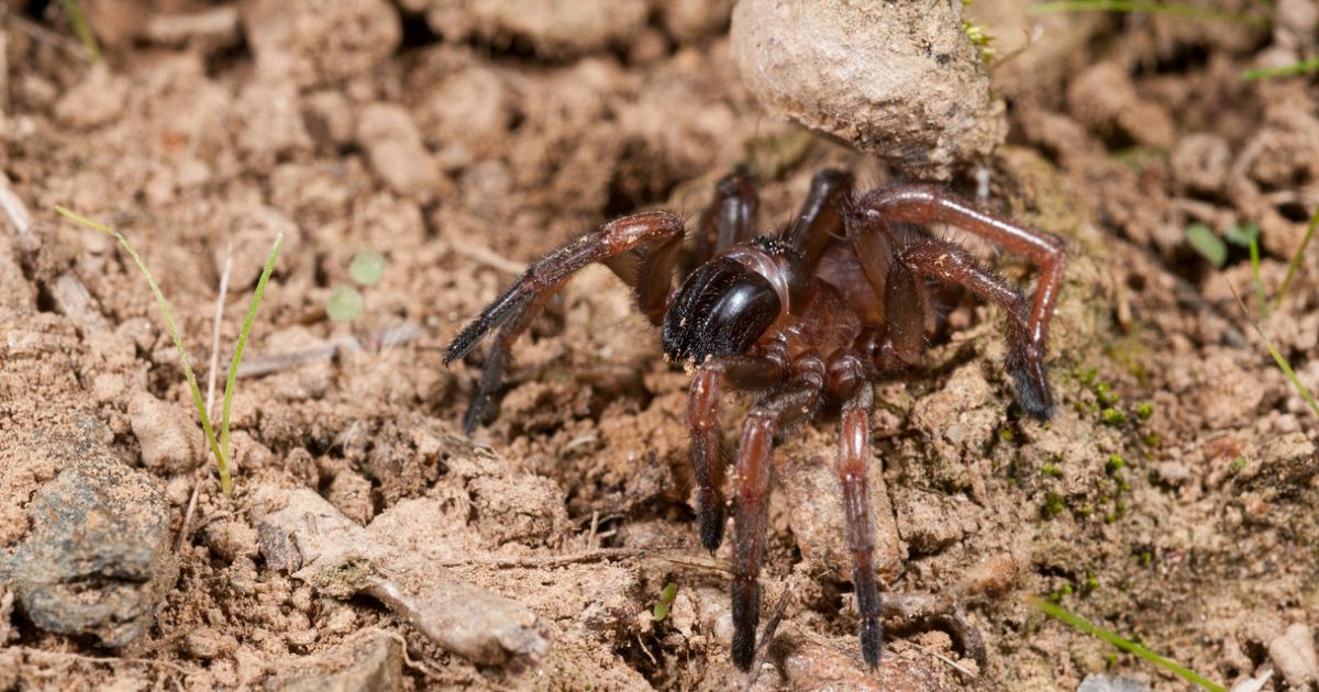 E' il più pericoloso ragno che si trova in Italia: non si tratta del ...