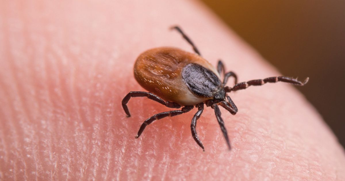 La zecca gigante che insegue le vittime arriva in Italia: corre per 100 ...
