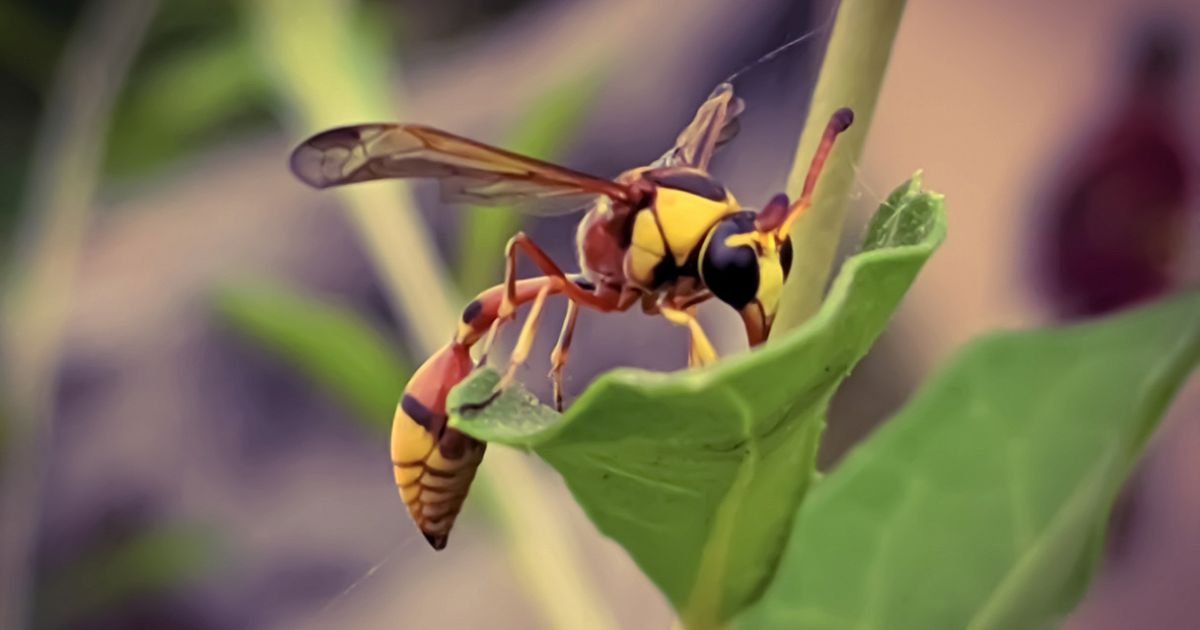 Pericolo insetti: arrivano i calabroni mortali dall’Oriente