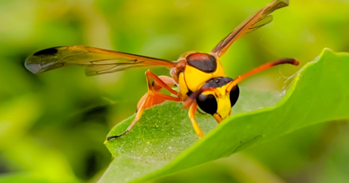 Il calabrone asiatico killer scatena l’allarme: come riconoscerlo