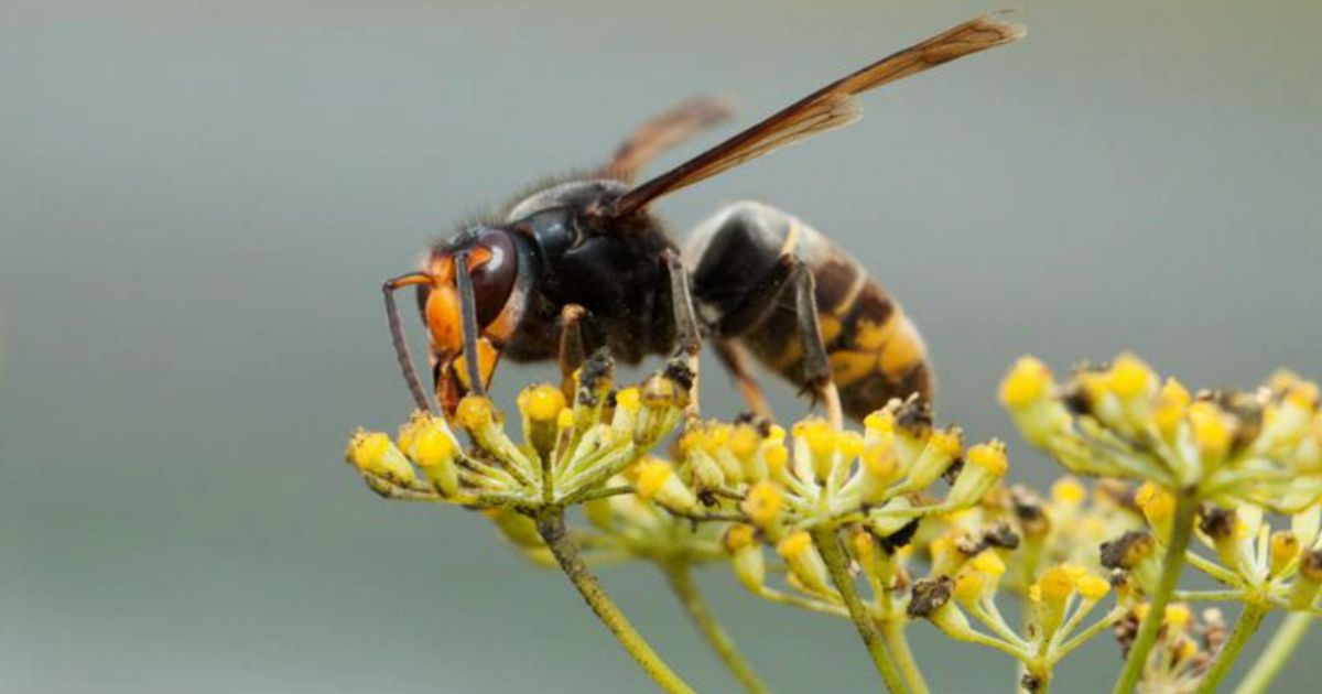 Calabrone killer, puntura insetto alieno è da shock anafilattico