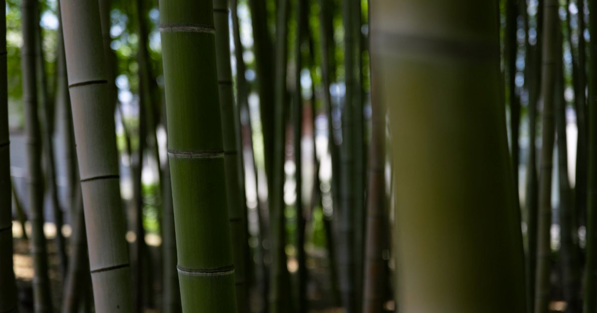 Il mistero della fioritura del bambù nero dopo 120 anni: cosa aspettarsi