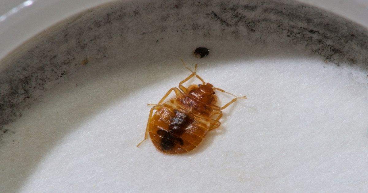 Invasione cimici dei letti, gli insetti che si nutrono di sangue