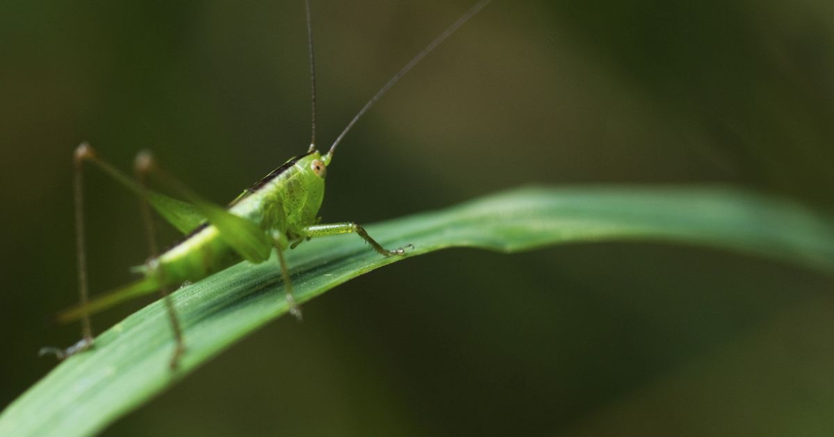Cicale diventano "saliere volanti della morte": allarme degli ...