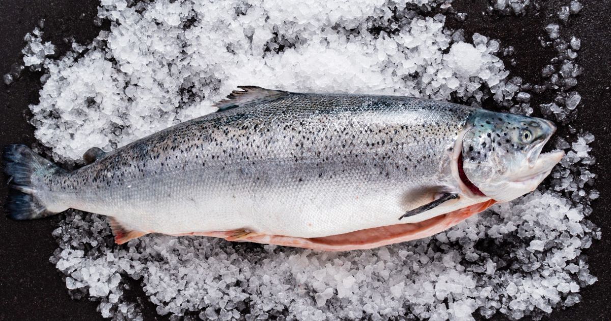 La minaccia dei salmoni zombie: cosa sta succedendo