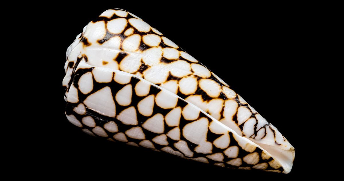 Il conus marmoreus: conchiglia elegante ma minaccia invisibile