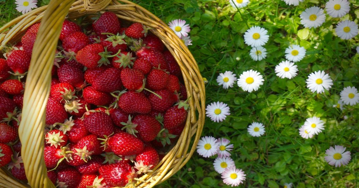 Sembra una fragolina di bosco, ma può farti stare male: ecco come ...