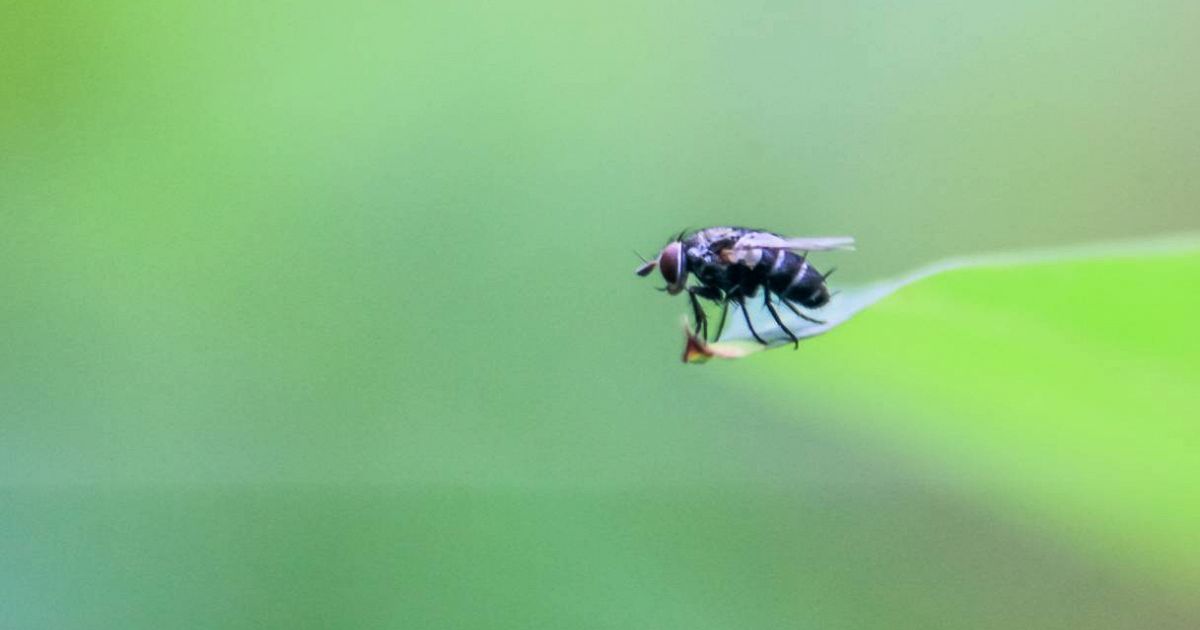 Sembra una mosca ma non lo è, fai attenzione al suo morso