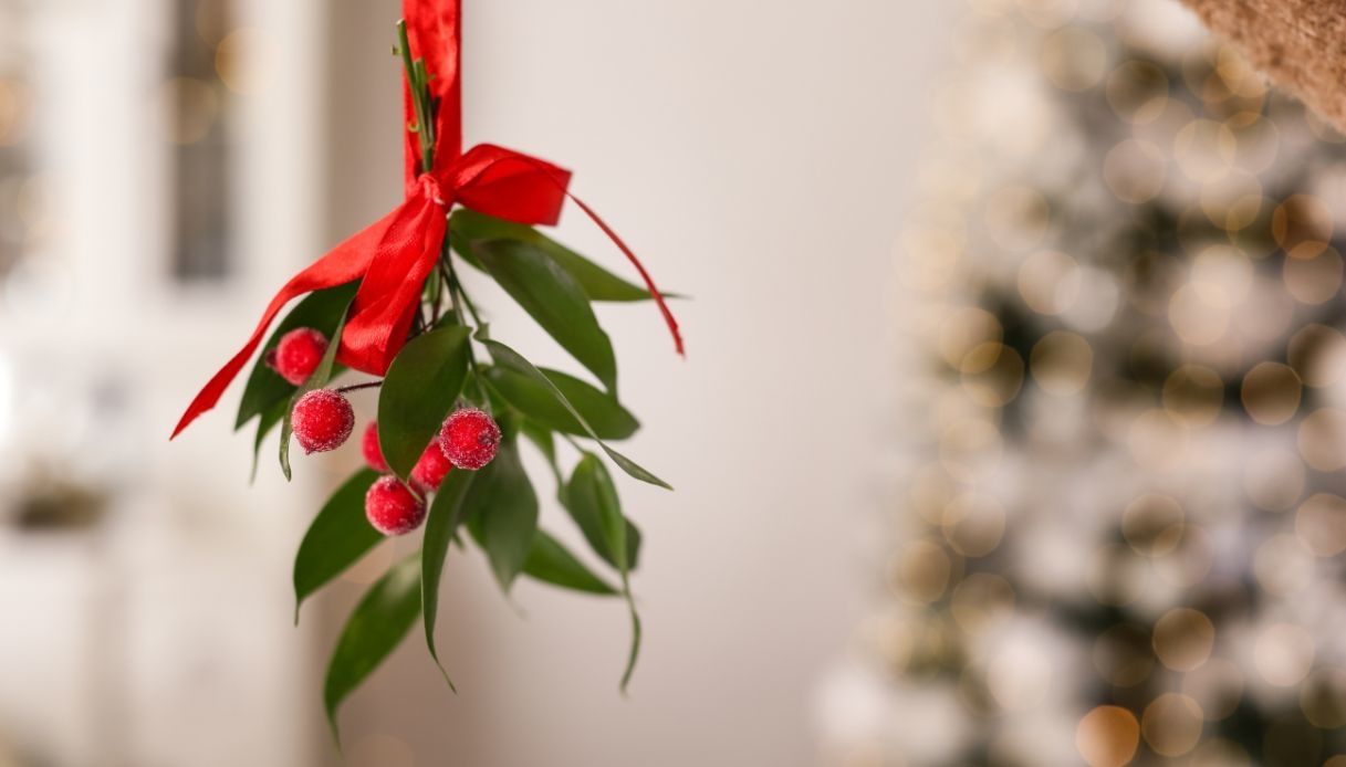 Pianta Parassita Del Vischio