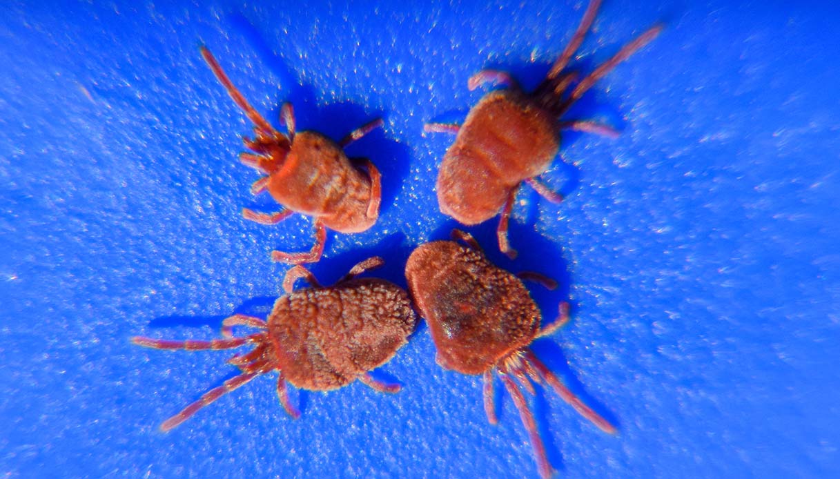 Acari di velluto, nuove scoperte sull'animale misterioso