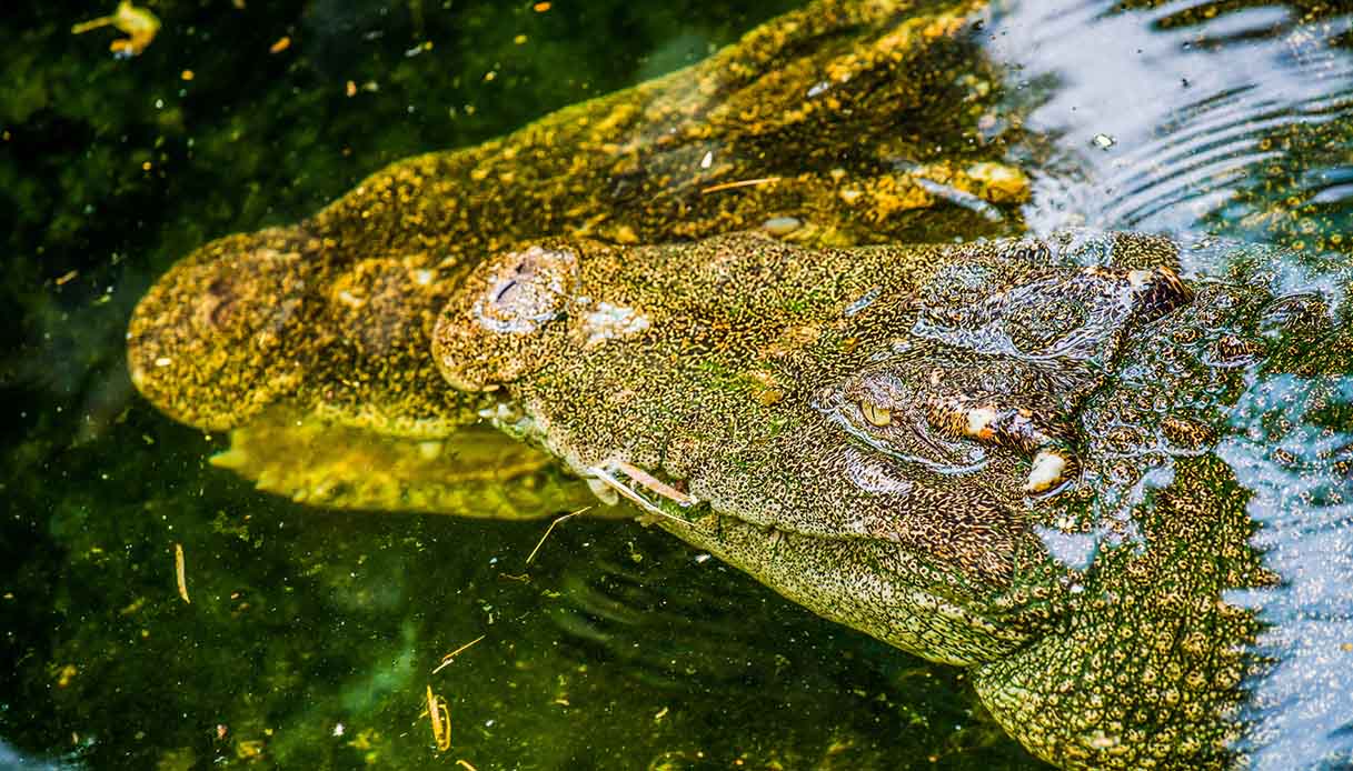 La rara specie di coccodrilli siamesi ritorna a vivere in Cambogia